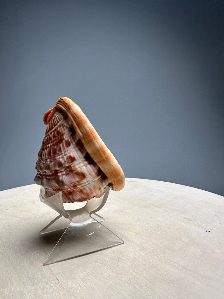 Stunning Shell on Acrylic Stand – Mumu Vintage